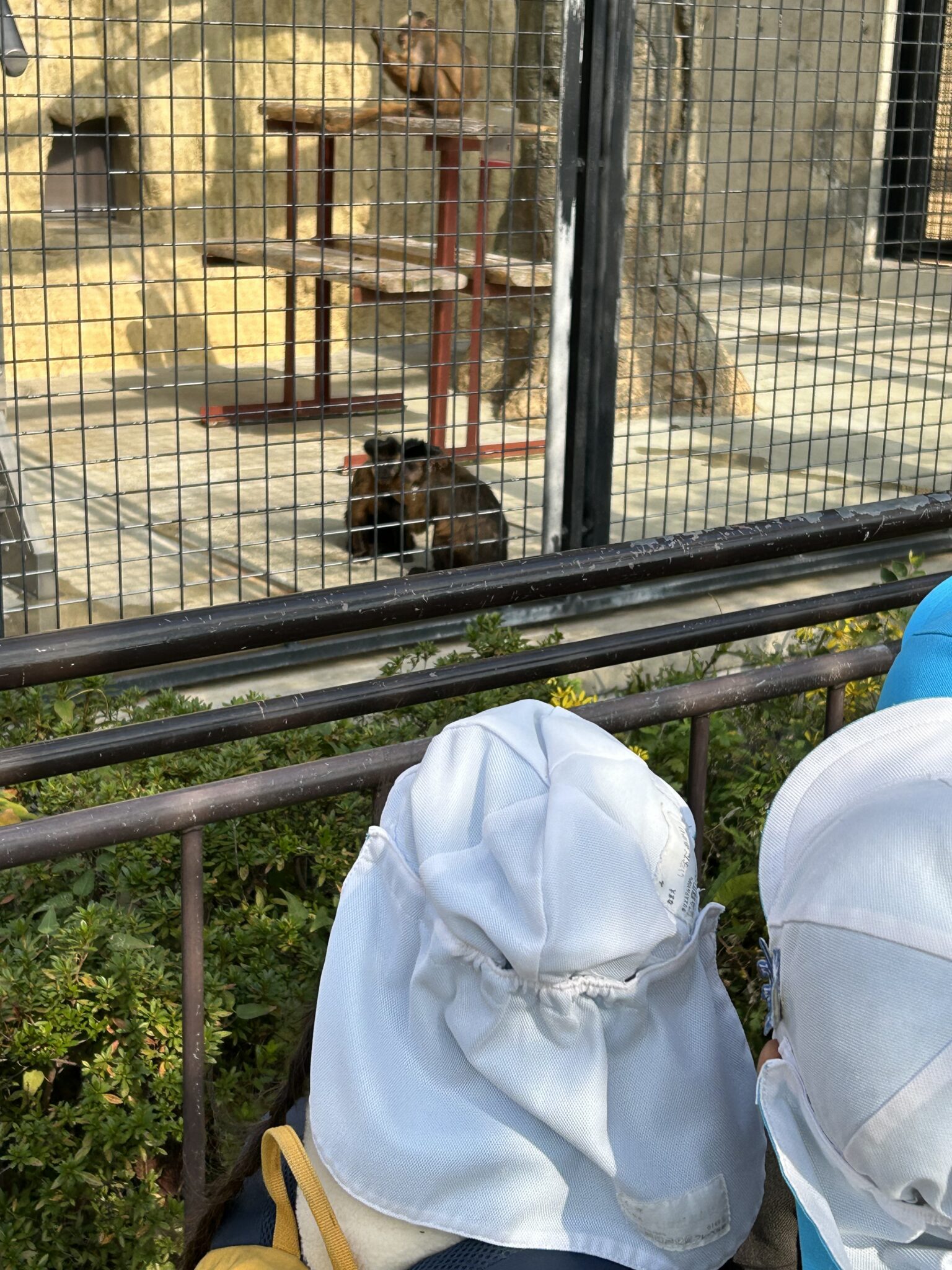 王子動物園へ遠足に行きました～きらきらえがおぐみ～ | COCORO（認定こども園・保育園・保育ルーム）